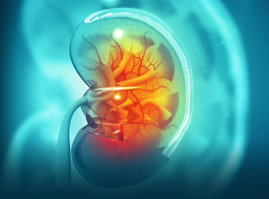 Specialty Roundup: Nephrology - UHSA School of Medicine